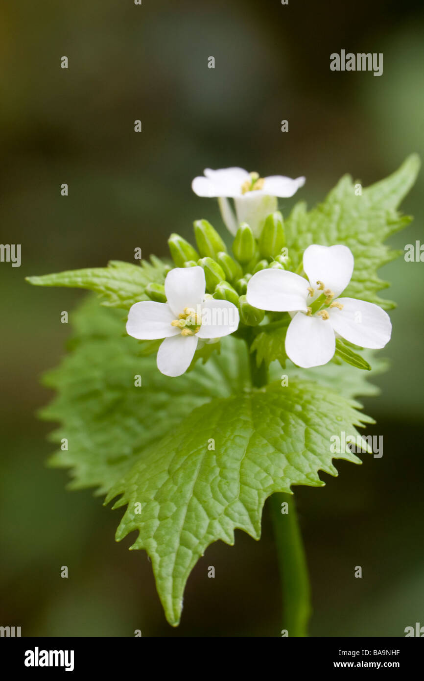 Alliaria officinalis garlic mustard hi-res stock photography and images ...