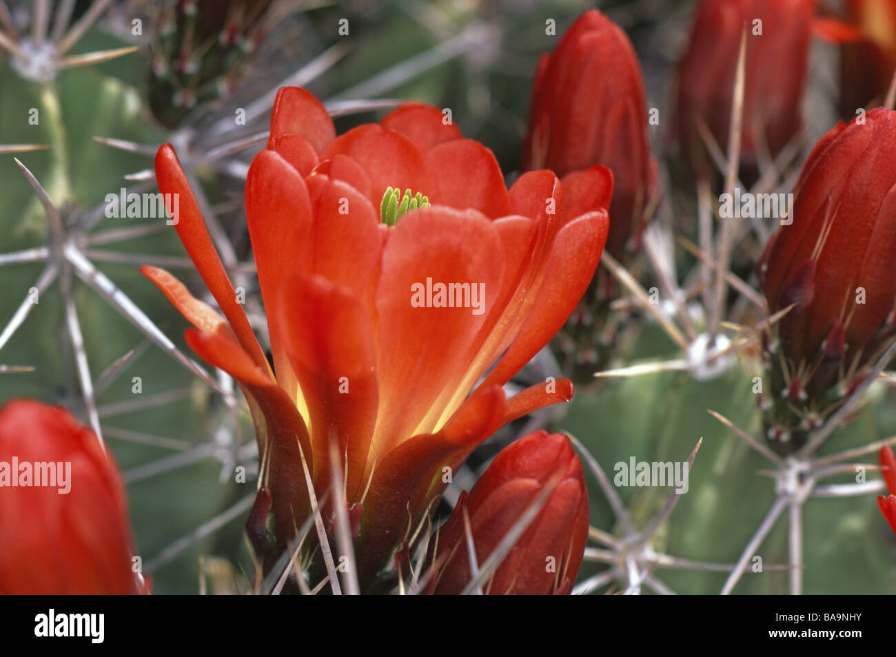 New Mexico Claret Cup Cactus High Resolution Stock Photography and ...