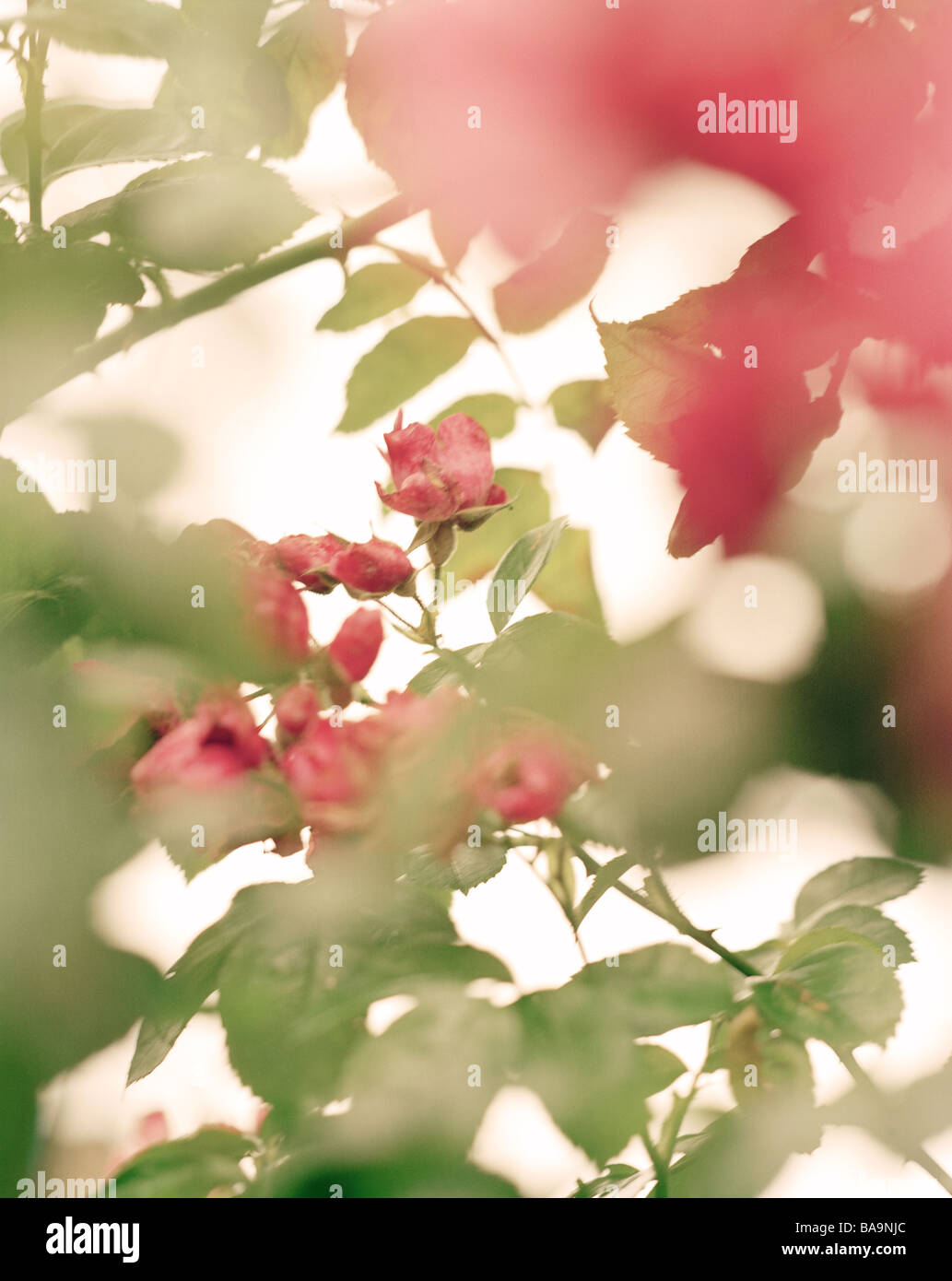 Red rosebush red roses hi-res stock photography and images - Alamy