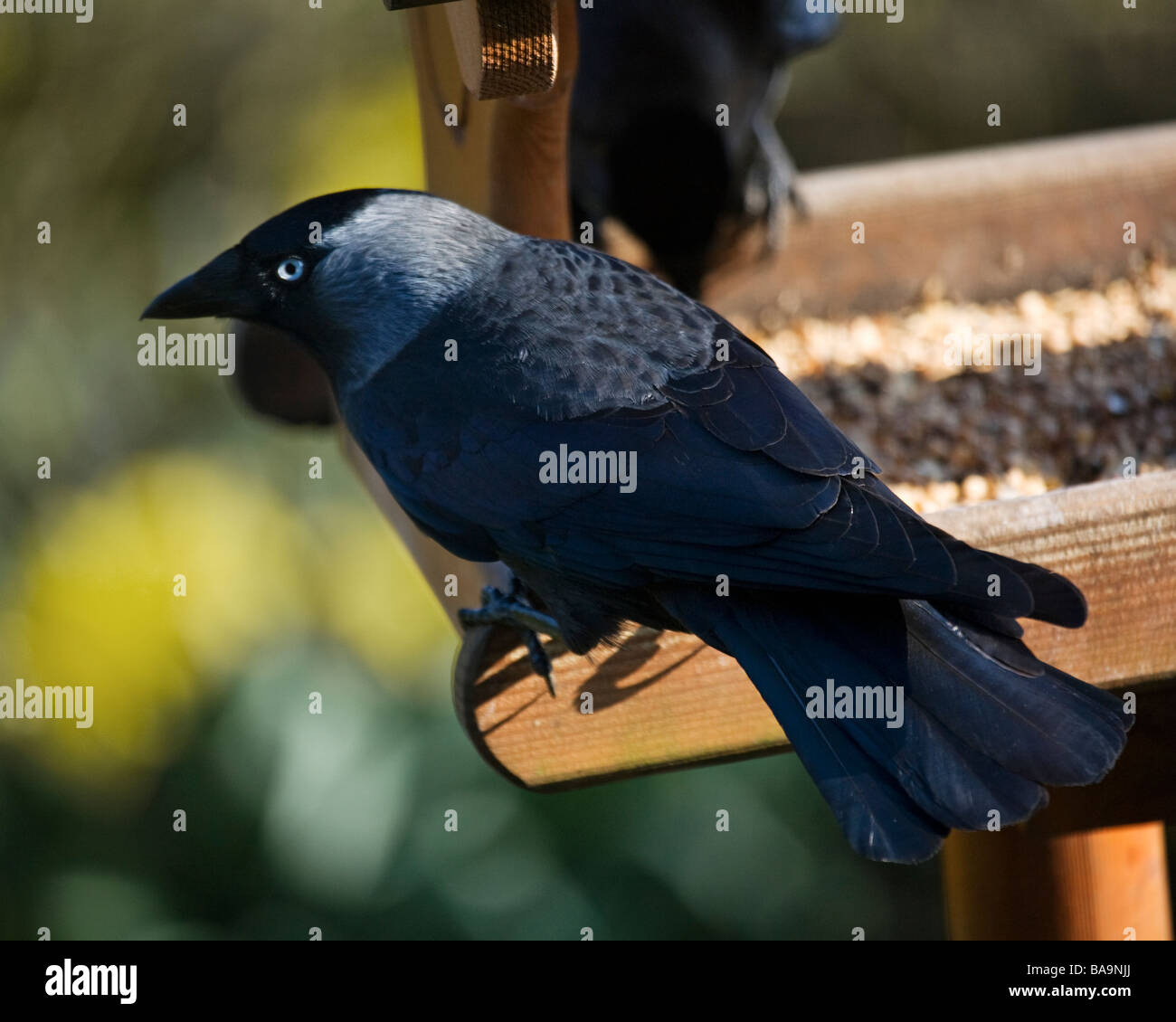 Jackdaw house hi-res stock photography and images - Alamy