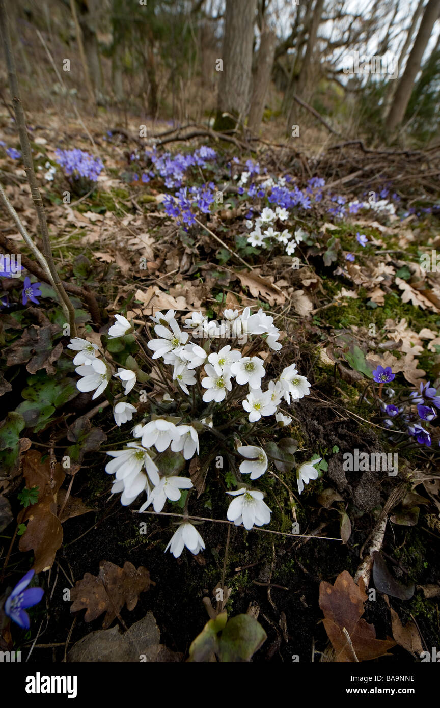 Liverleaf white and blue sorts, (Hepatica nobilis), Sweden Stock Photo ...