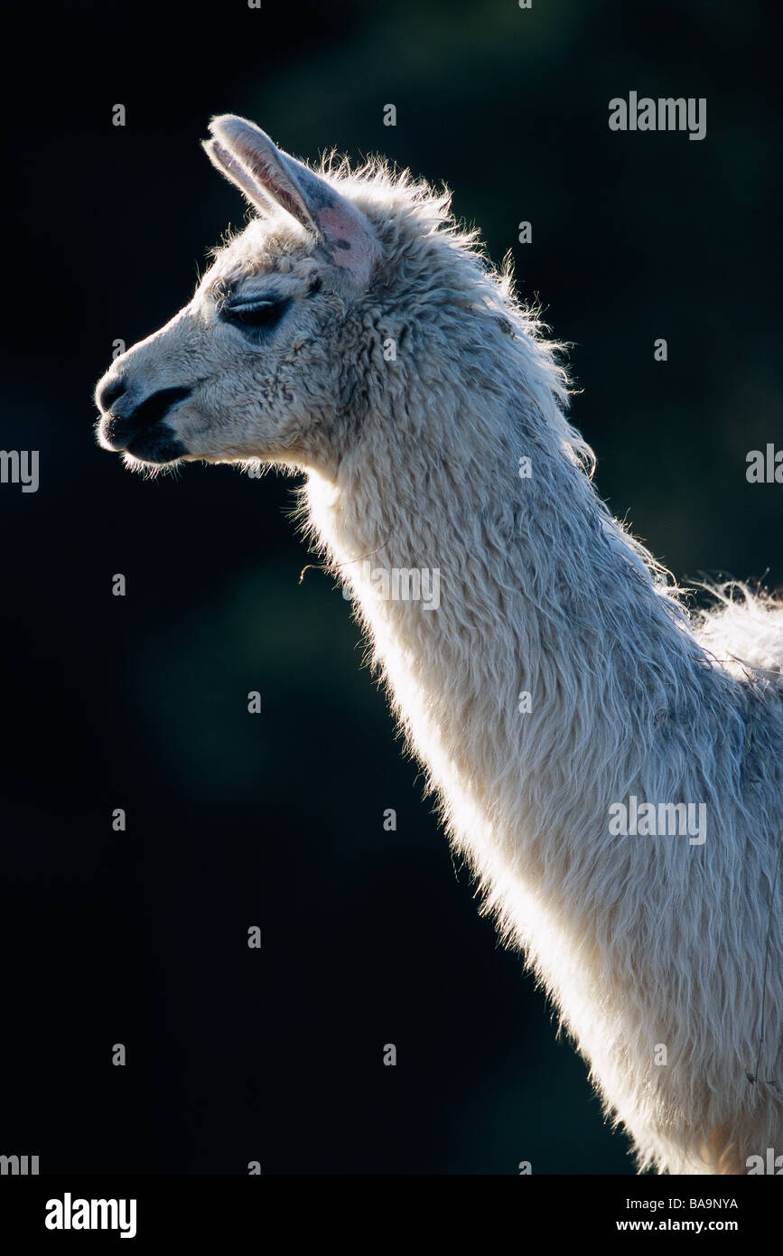 Ilama hi-res stock photography and images - Alamy