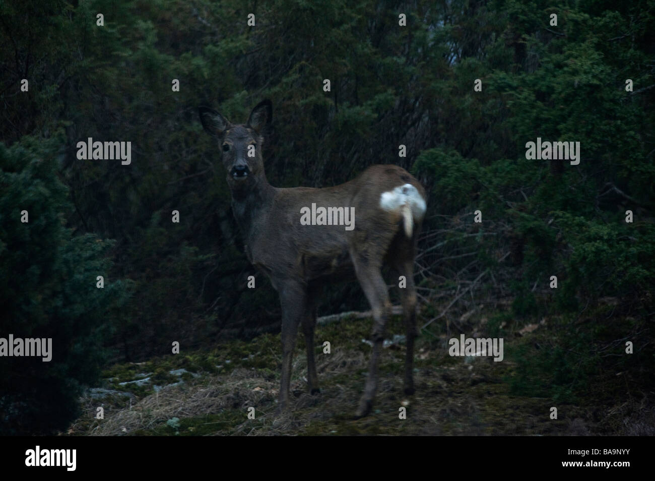 Wildlife watching in sweden hi-res stock photography and images - Alamy