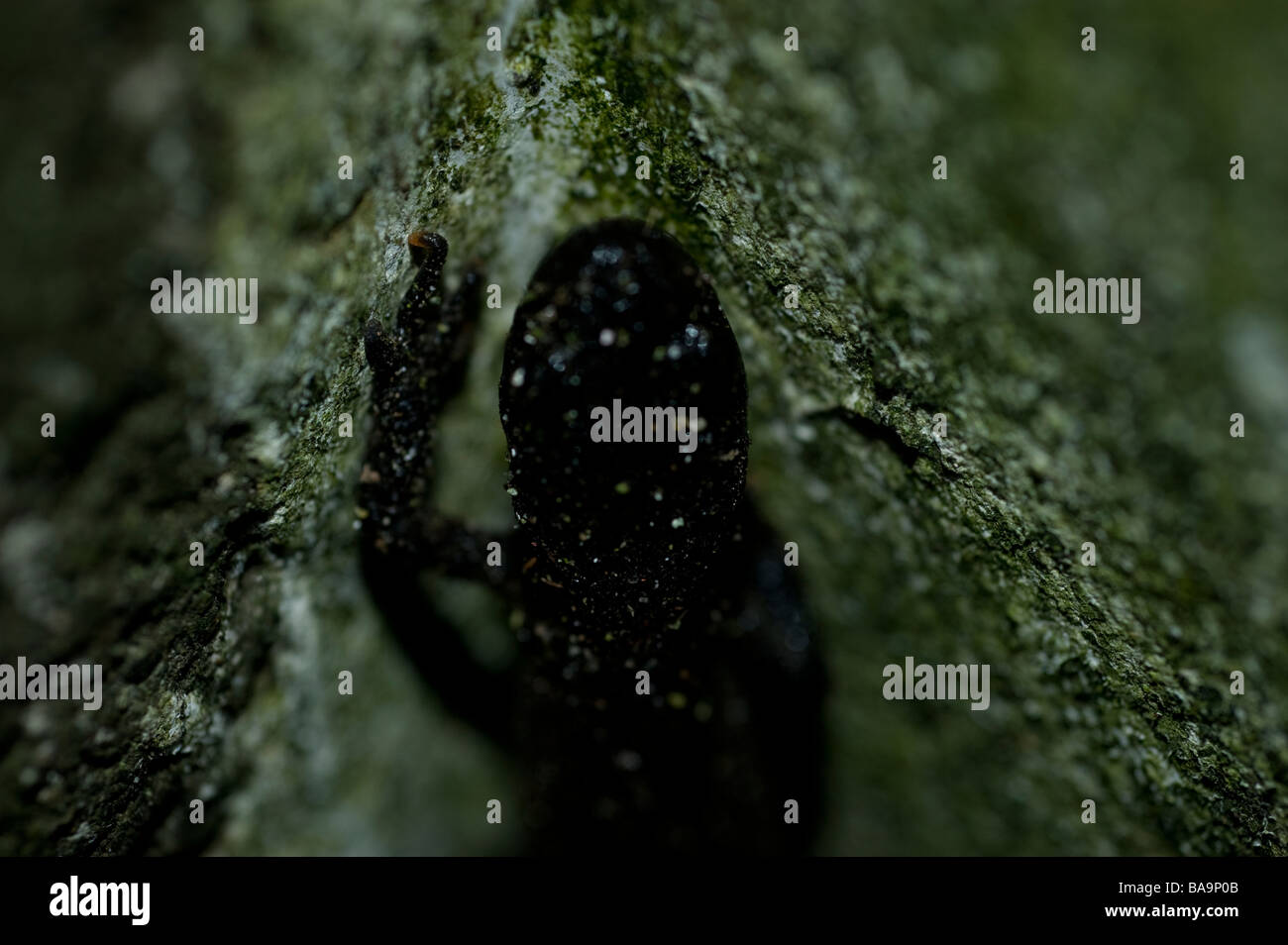 Salamander (Triturus vulgaris) in the wild, Sweden Stock Photo - Alamy