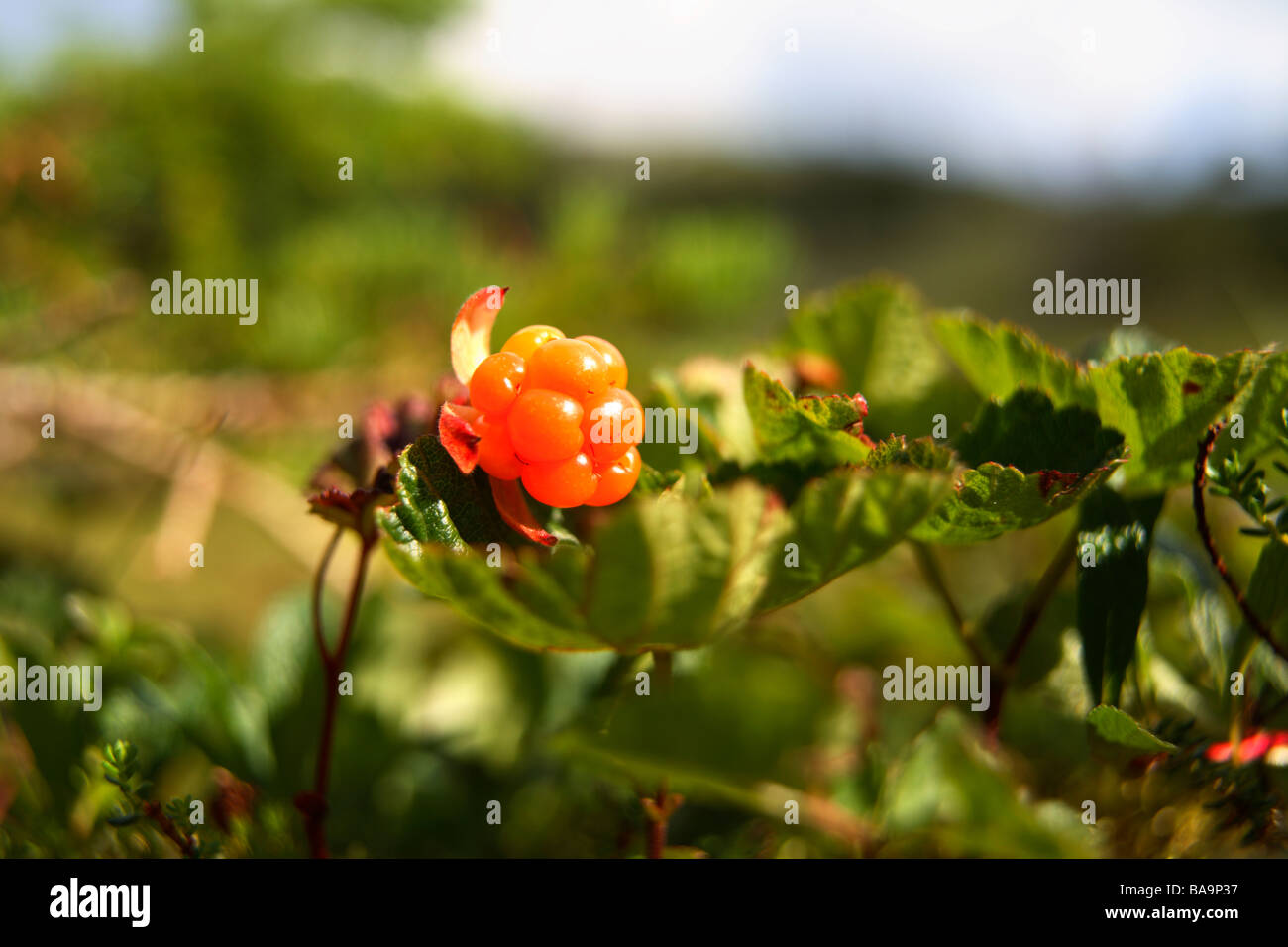 Cloudberry plants hi-res stock photography and images - Alamy