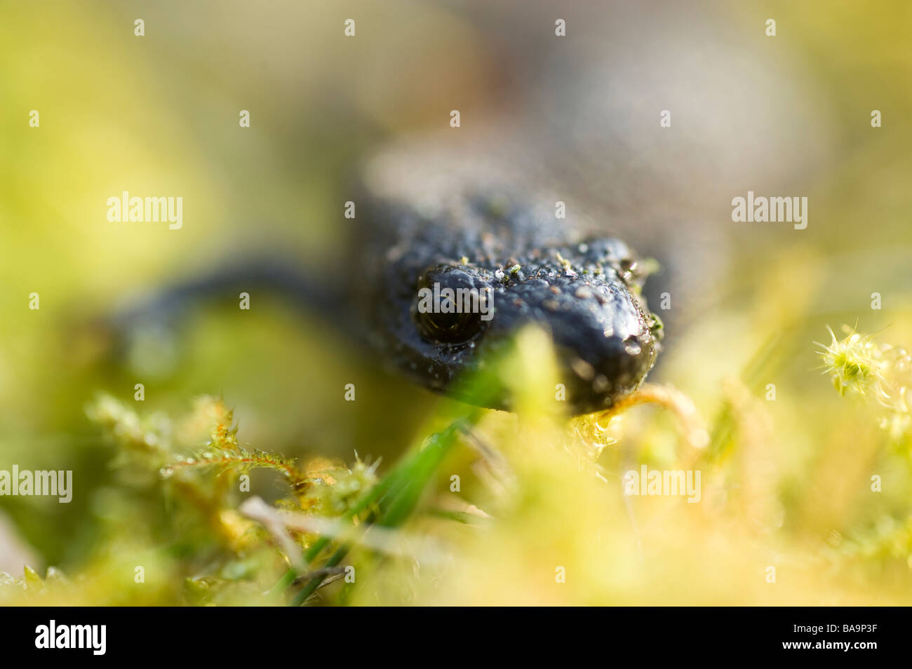 Salamander (Triturus vulgaris) in the wild, Sweden Stock Photo - Alamy
