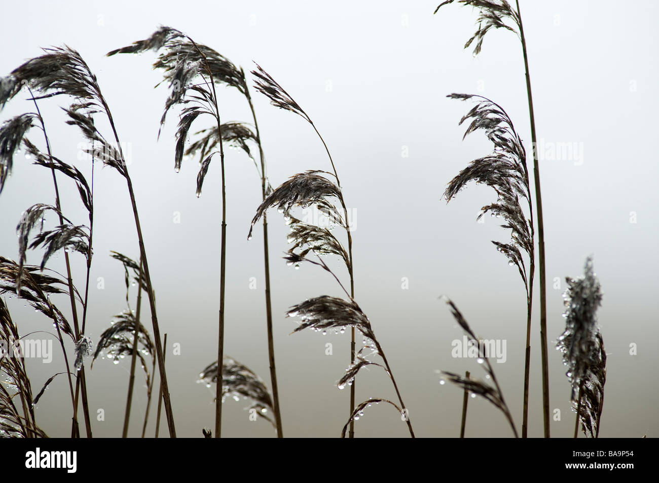 Wet sweden hi-res stock photography and images - Alamy