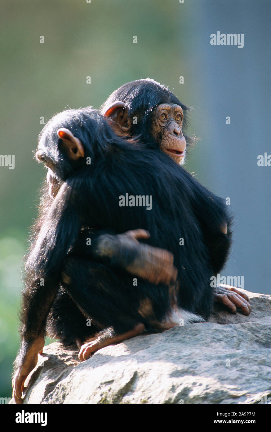 Chimpanzees hugging hi-res stock photography and images - Alamy