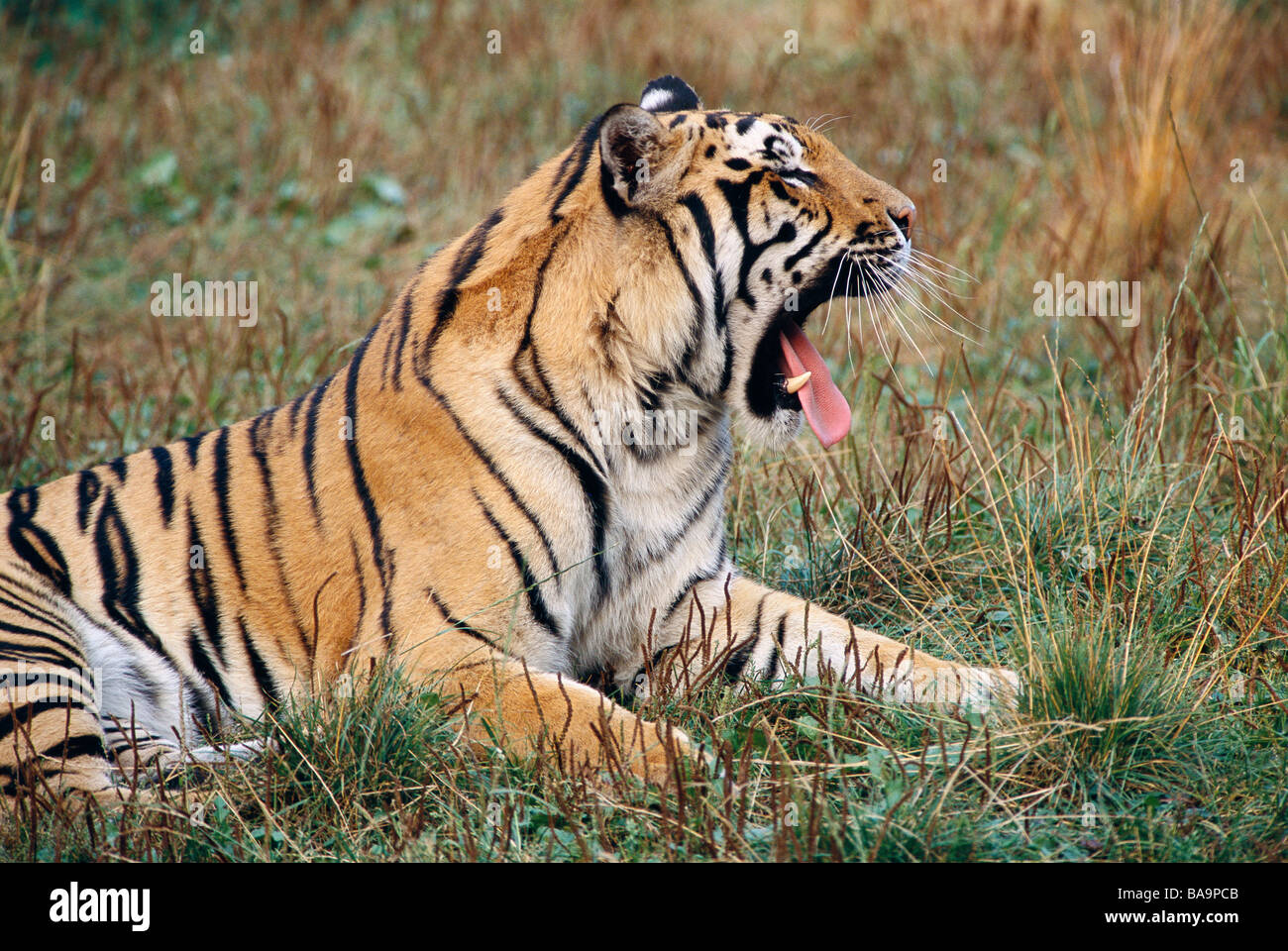 Tiger of sweden hi-res stock photography and images - Alamy