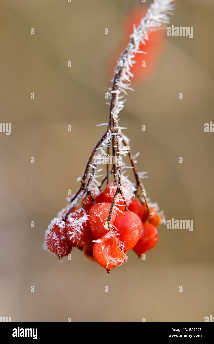 frosty berries at the waters edge country park in february Stock Photo ...