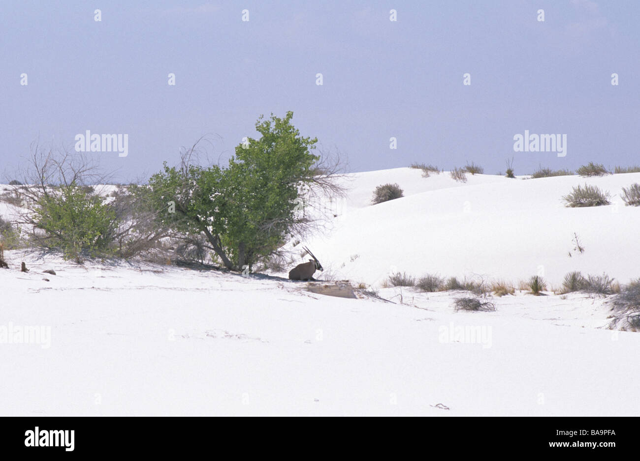 Oryx White Sands
