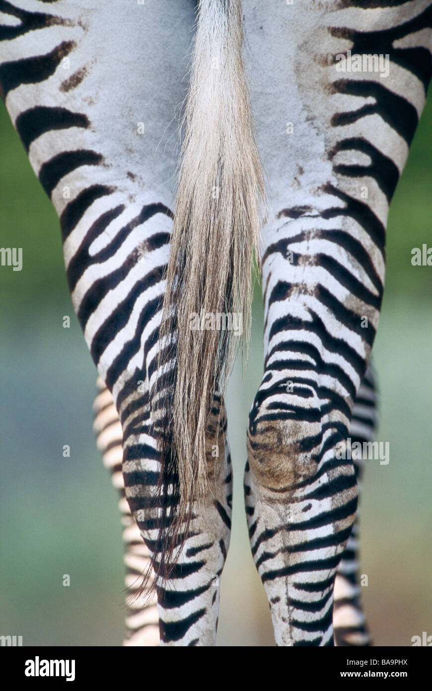 Rear end of zebra hi-res stock photography and images - Alamy