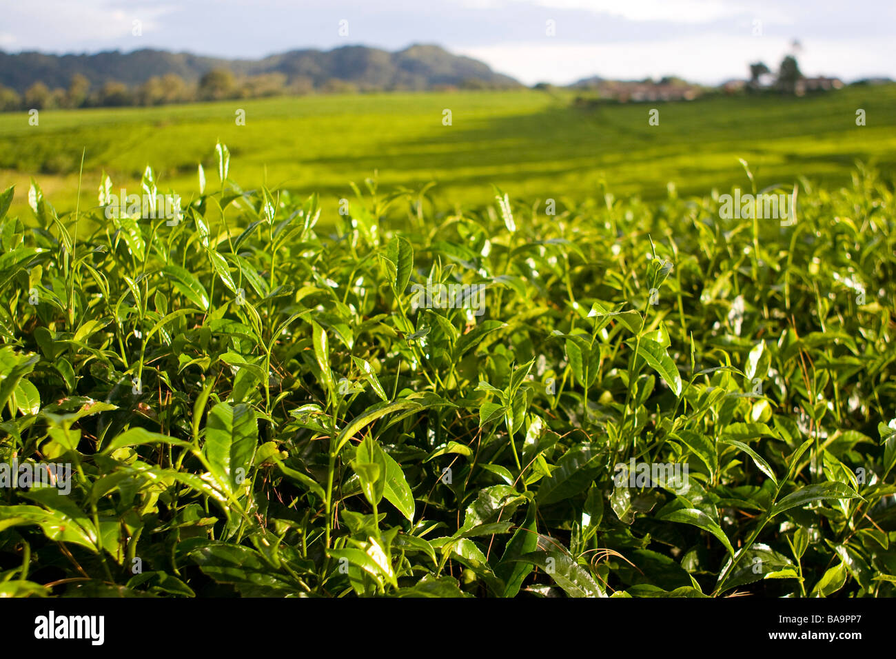 Tea Plantations, Gisakura, Rwanda Stock Photo - Alamy