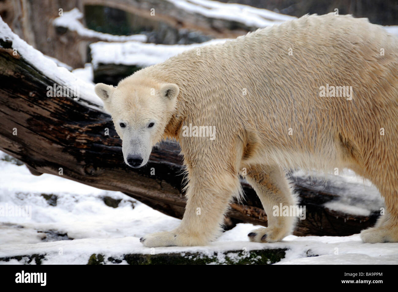Polar bear Knut in Berlin Zoo Stock Photo - Alamy