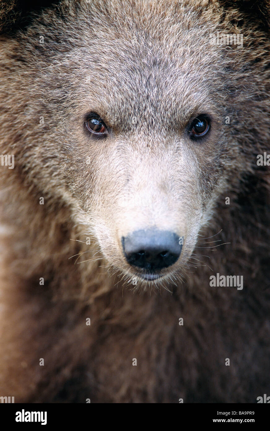 Animals at a zoo Kolmarden Sweden Stock Photo - Alamy