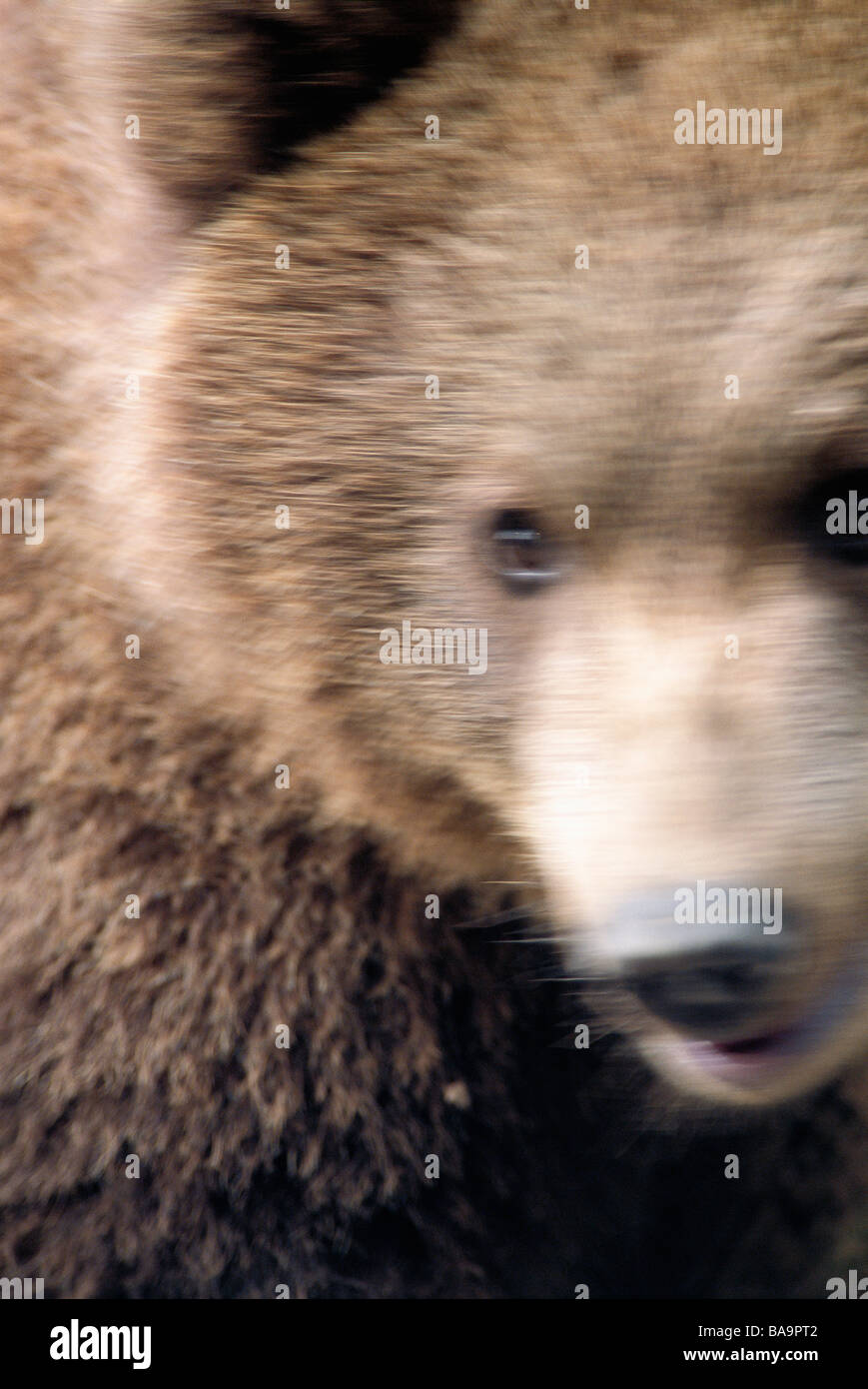 Animals at a zoo Kolmarden Sweden Stock Photo - Alamy
