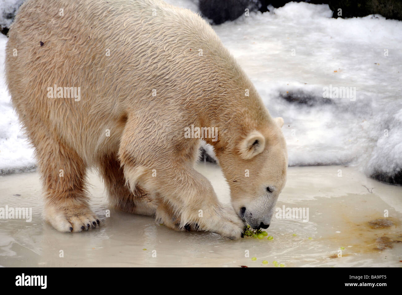Polar bear Knut in Berlin Zoo Stock Photo - Alamy