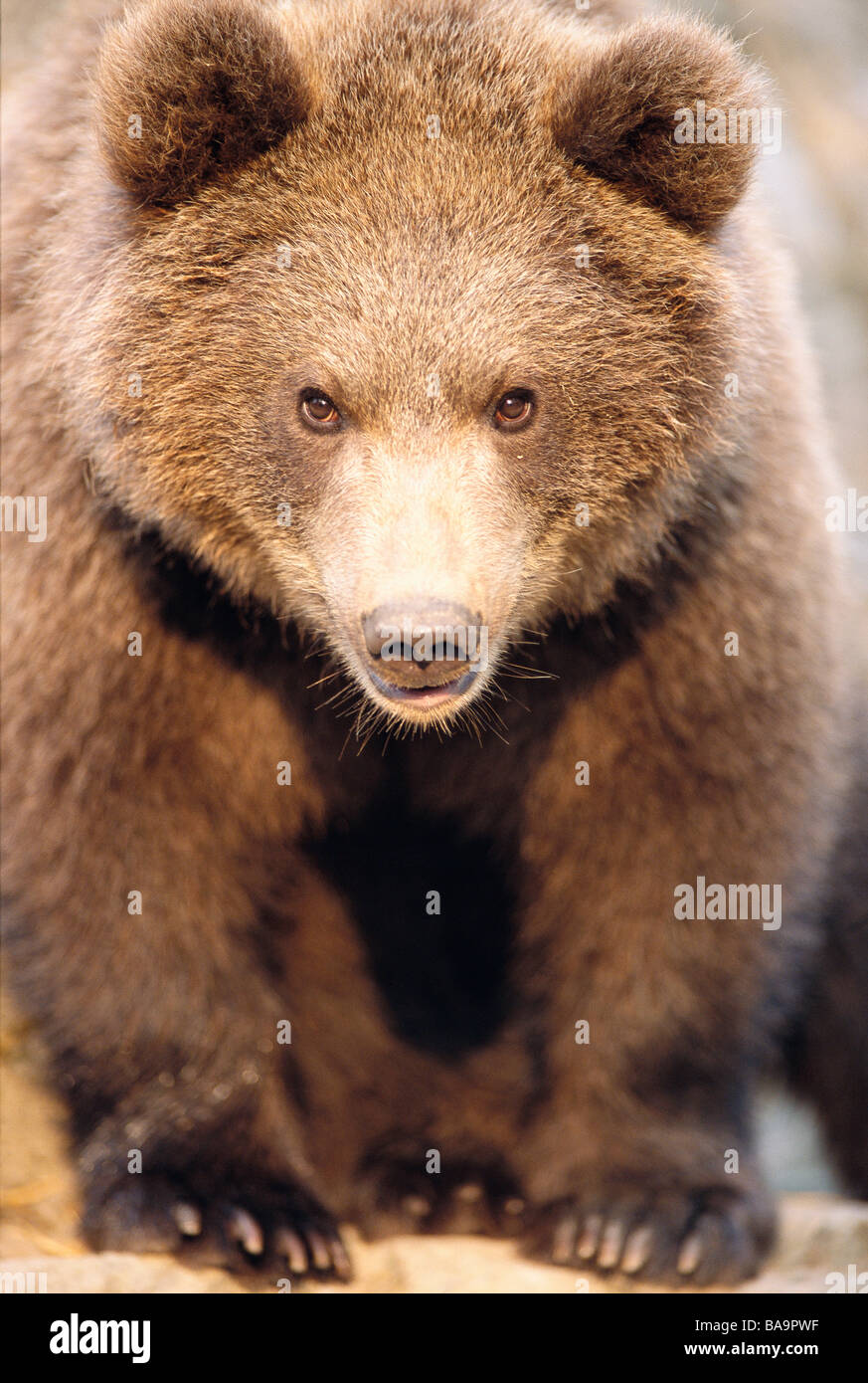 A brown bear at a zoo Kolmarden Sweden Stock Photo - Alamy