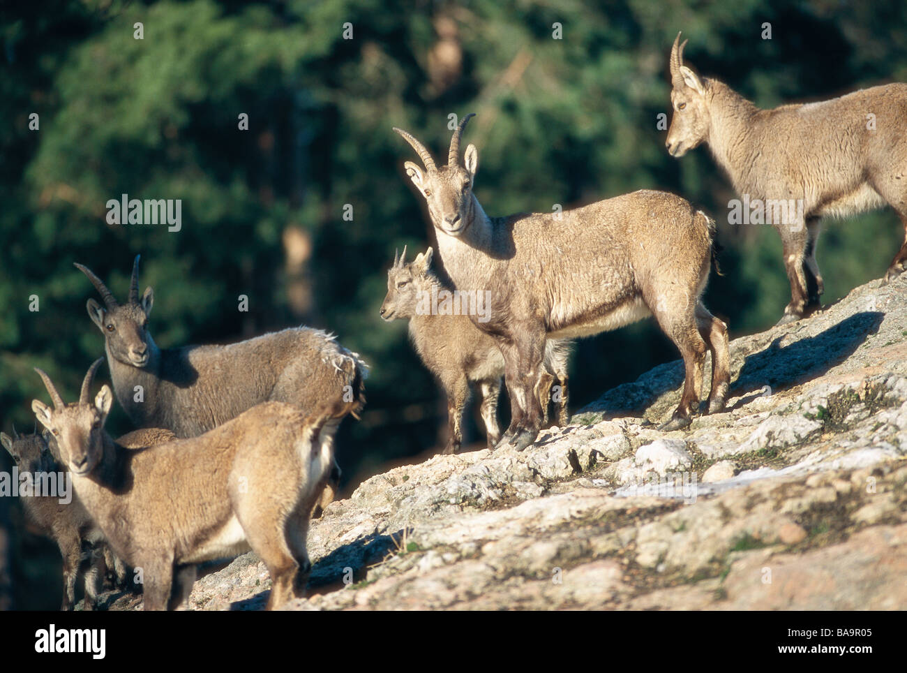 Ibex in zoo hi-res stock photography and images - Alamy