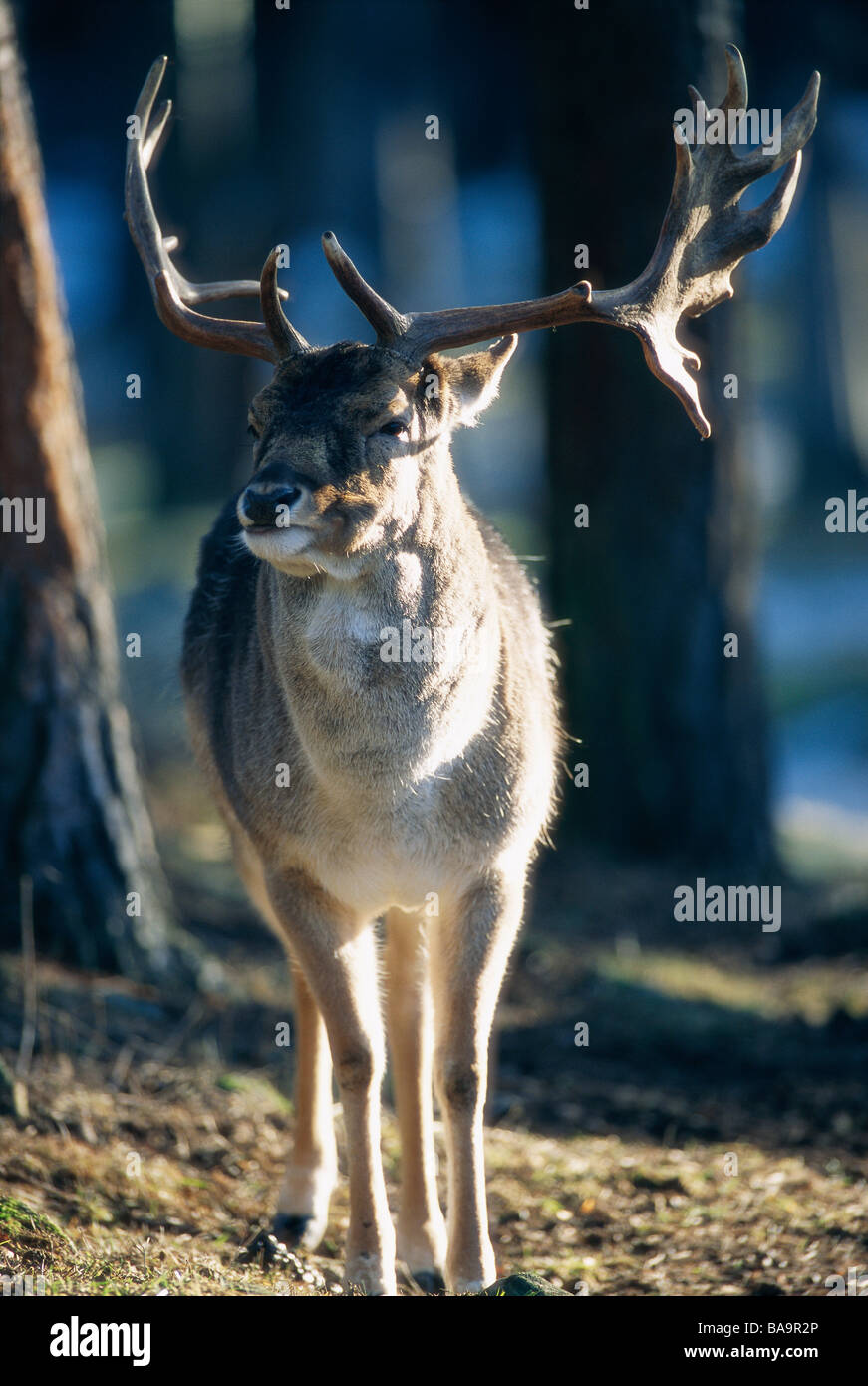 A fallow deer at a zoo Kolmarden Sweden Stock Photo - Alamy