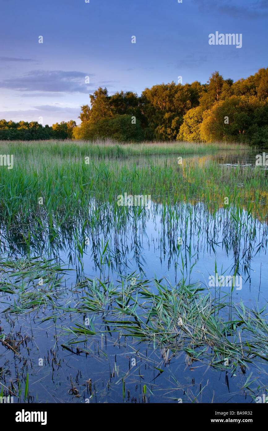 The Messingham Sand Quarry Nature Reserve on a June evening. Owned by ...