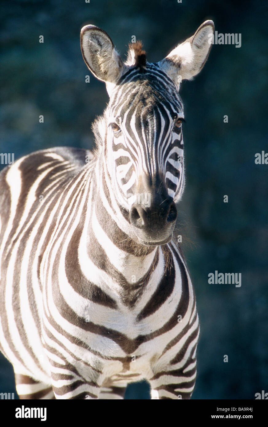 A zebra at a zoo Kolmarden Sweden Stock Photo - Alamy