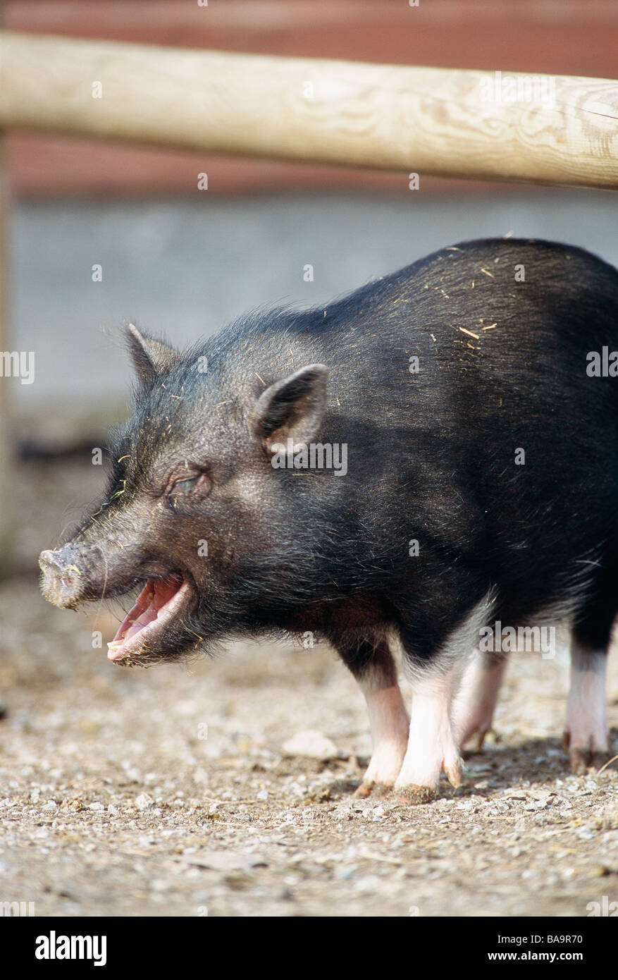 A pig at a zoo Kolmarden Sweden Stock Photo - Alamy
