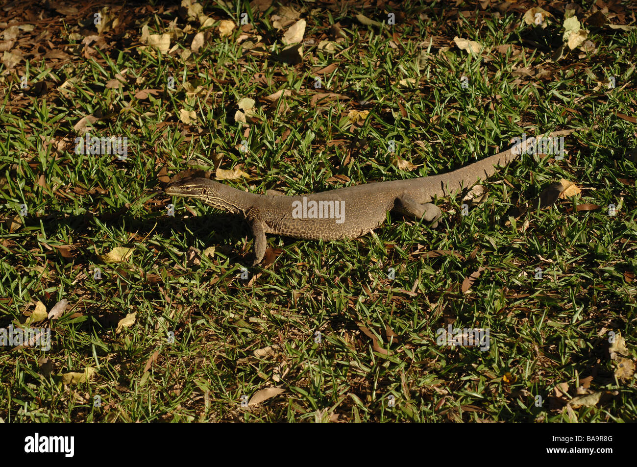 Australian goanna hi-res stock photography and images - Alamy