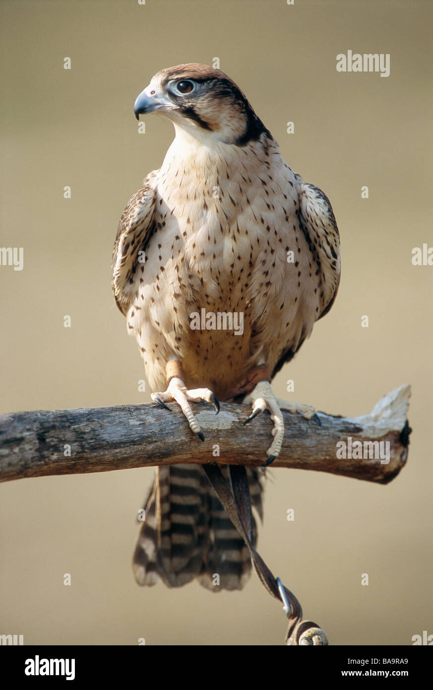 A lanner falcon at a zoo Kolmarden Sweden Stock Photo - Alamy