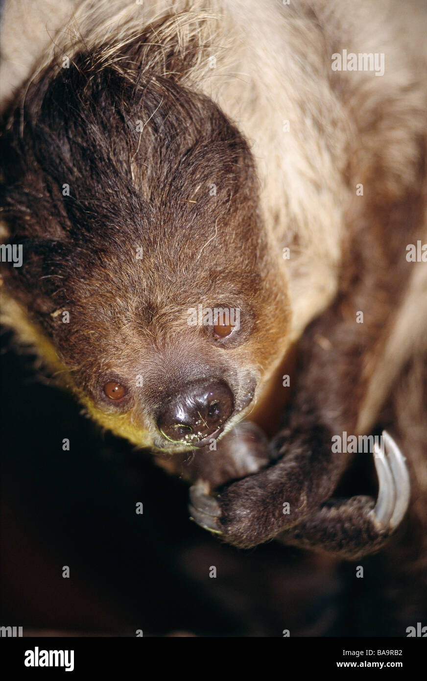 A sloth at a zoo Kolmarden Sweden Stock Photo - Alamy