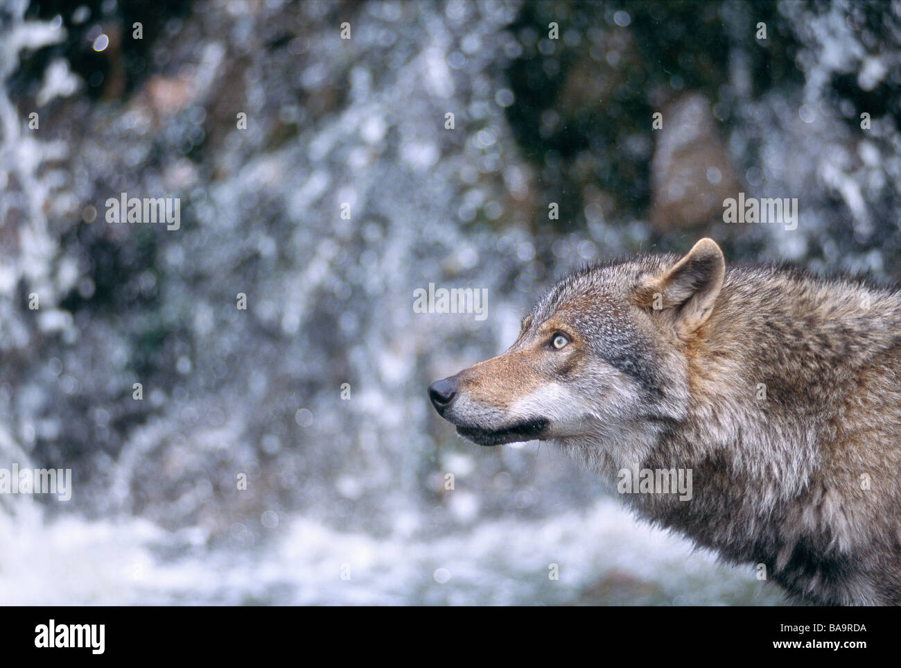 Wolf Zoo Kolmarden High Resolution Stock Photography and Images - Alamy