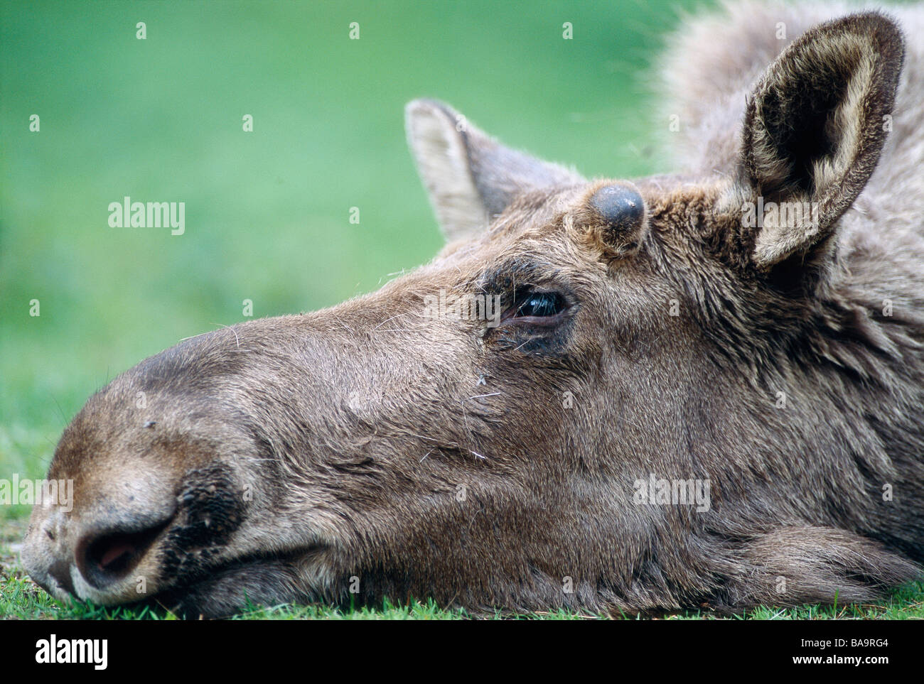 Moose sleeping hi-res stock photography and images - Alamy