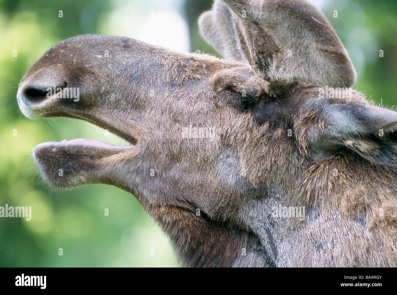 Yawning Moose High Resolution Stock Photography and Images - Alamy
