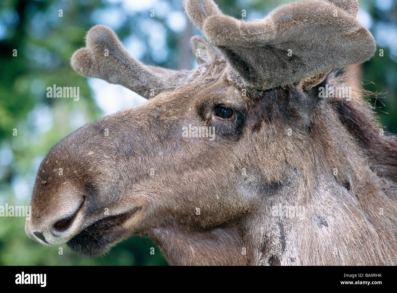 A moose at a zoo Kolmarden Sweden Stock Photo - Alamy