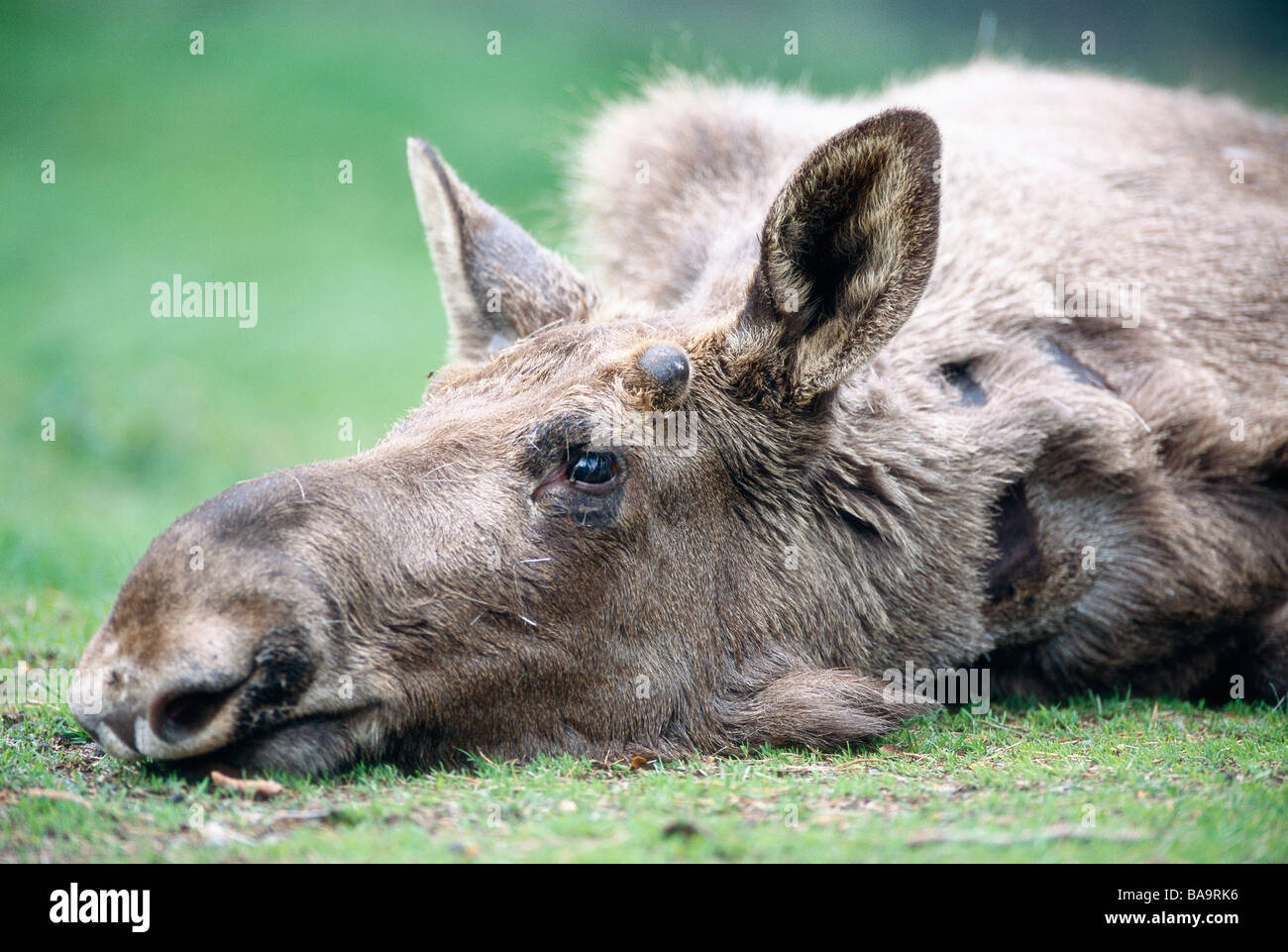 Moose sleeping hi-res stock photography and images - Alamy