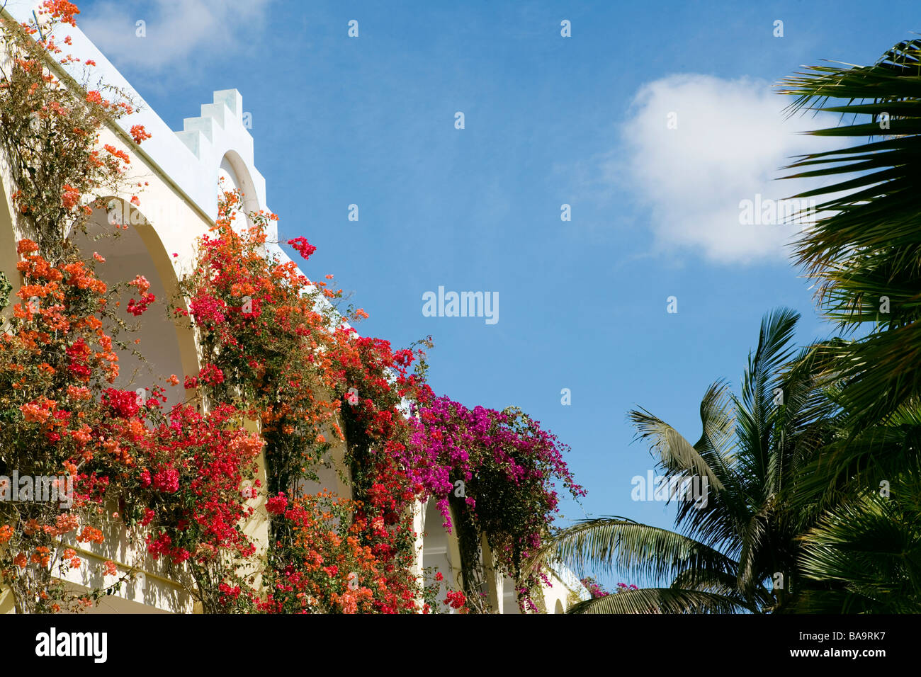 Flowers on a house in Kap Verde Stock Photo - Alamy