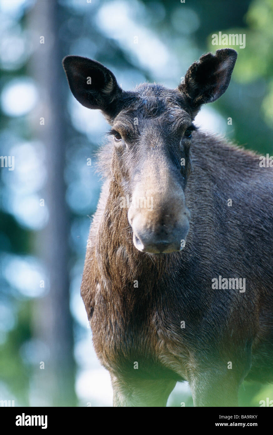A moose at a zoo Kolmarden Sweden Stock Photo - Alamy