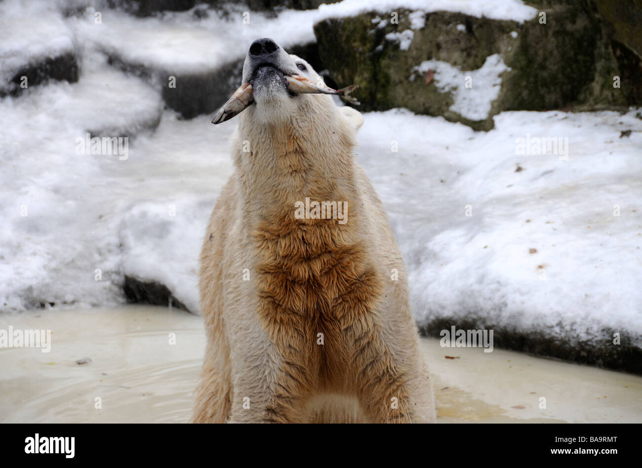 Polar Bear Eating Fish