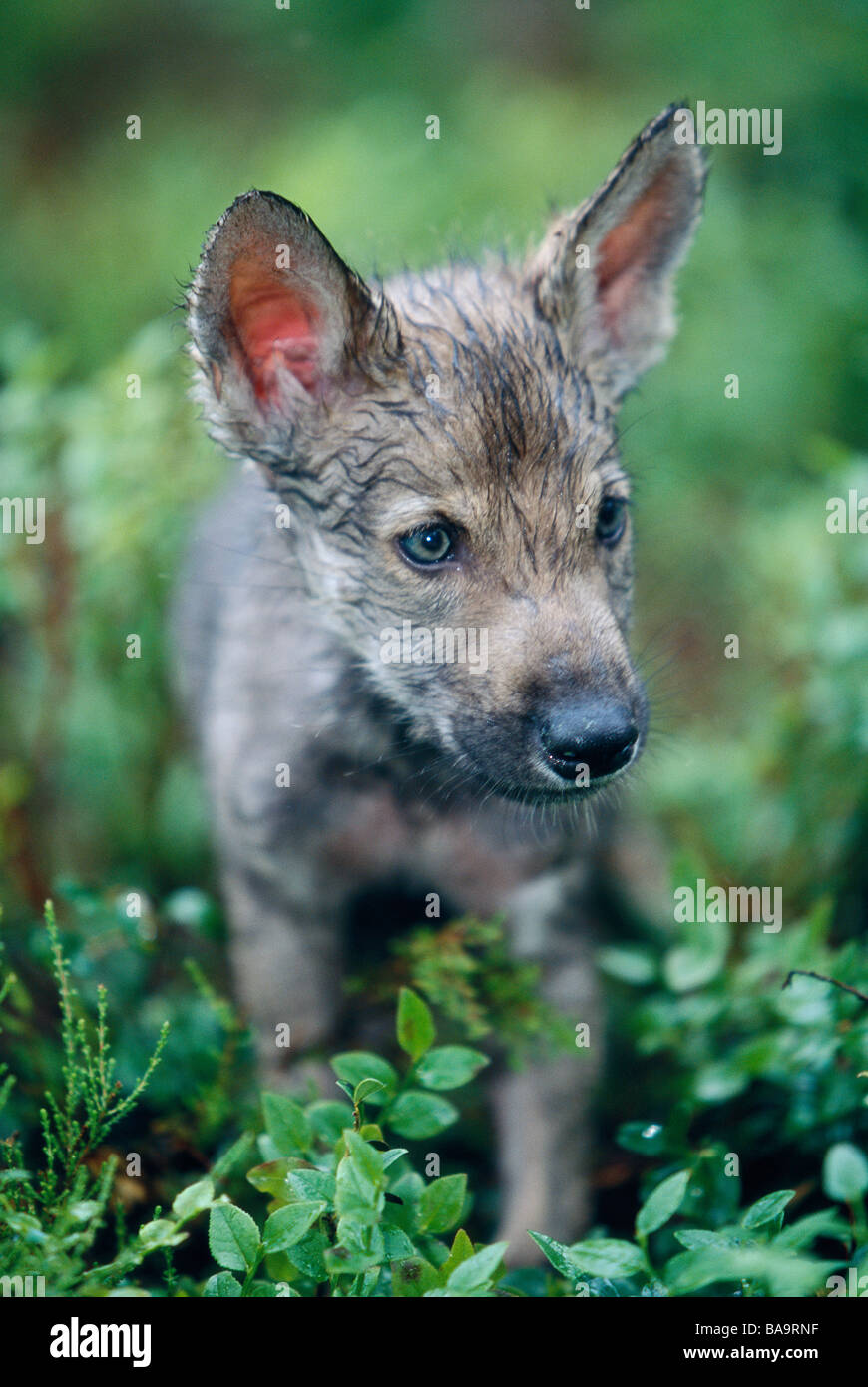 Wolf cub human hi-res stock photography and images - Alamy