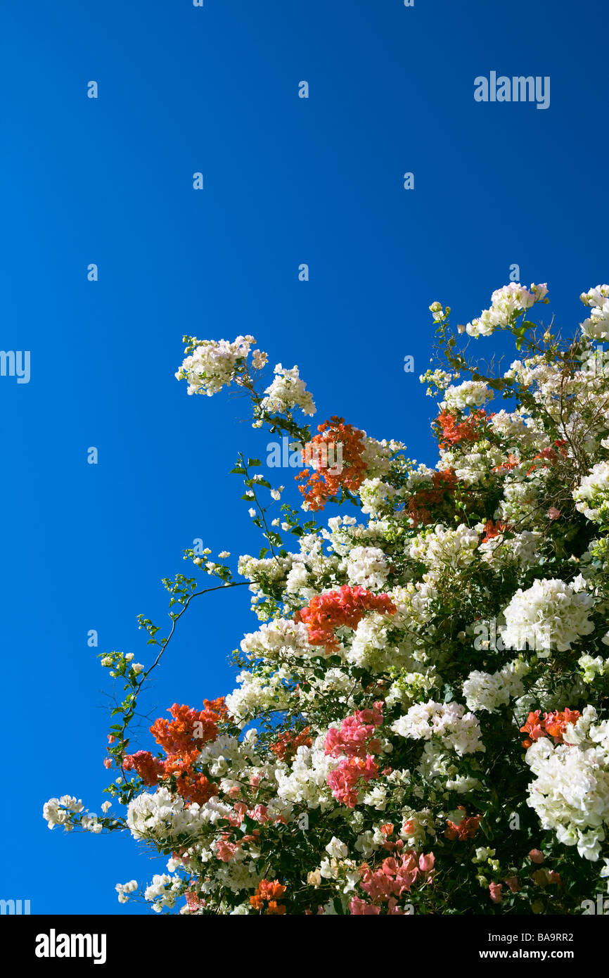 Flowers in cape verde hi-res stock photography and images - Alamy