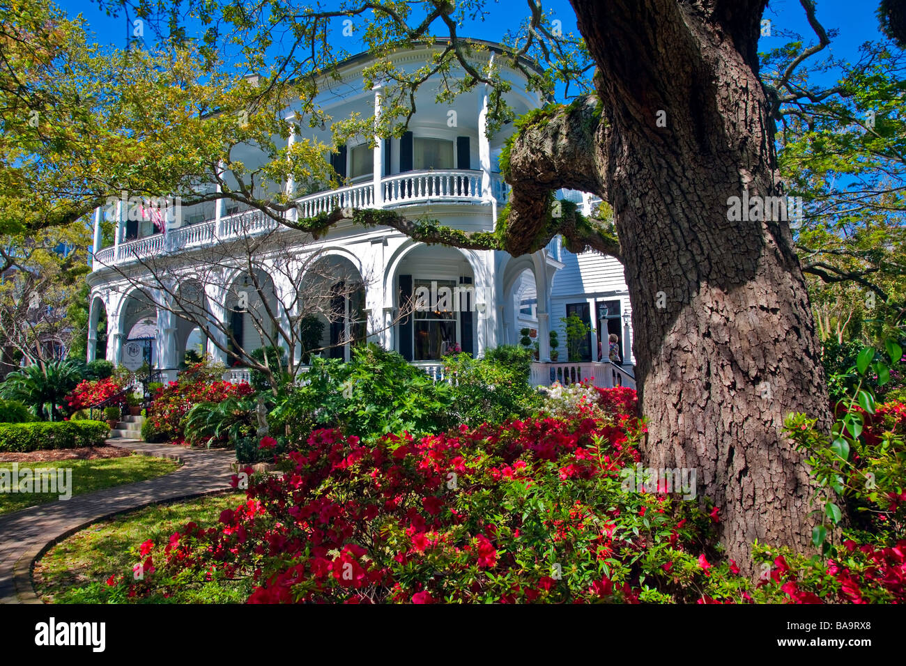 Garden with azaleas in bloom at Villa with Southern Architecture and ...