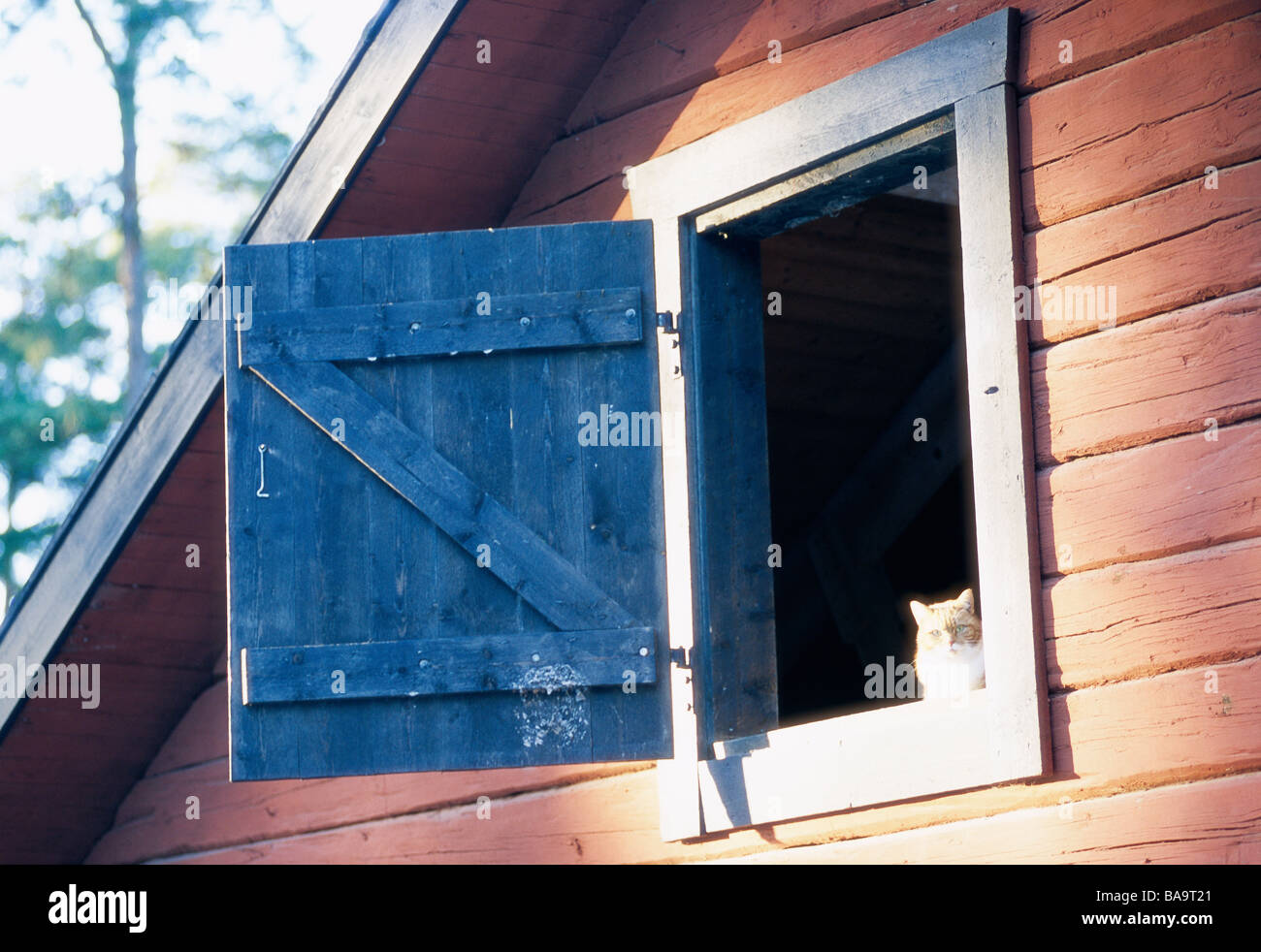 A cat in a barn window Sweden Stock Photo - Alamy