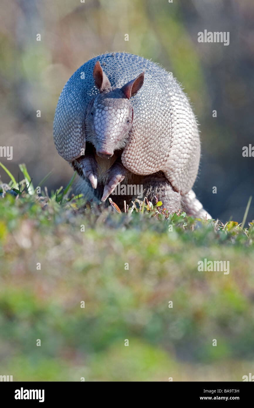 Armadillo ball hi-res stock photography and images - Alamy