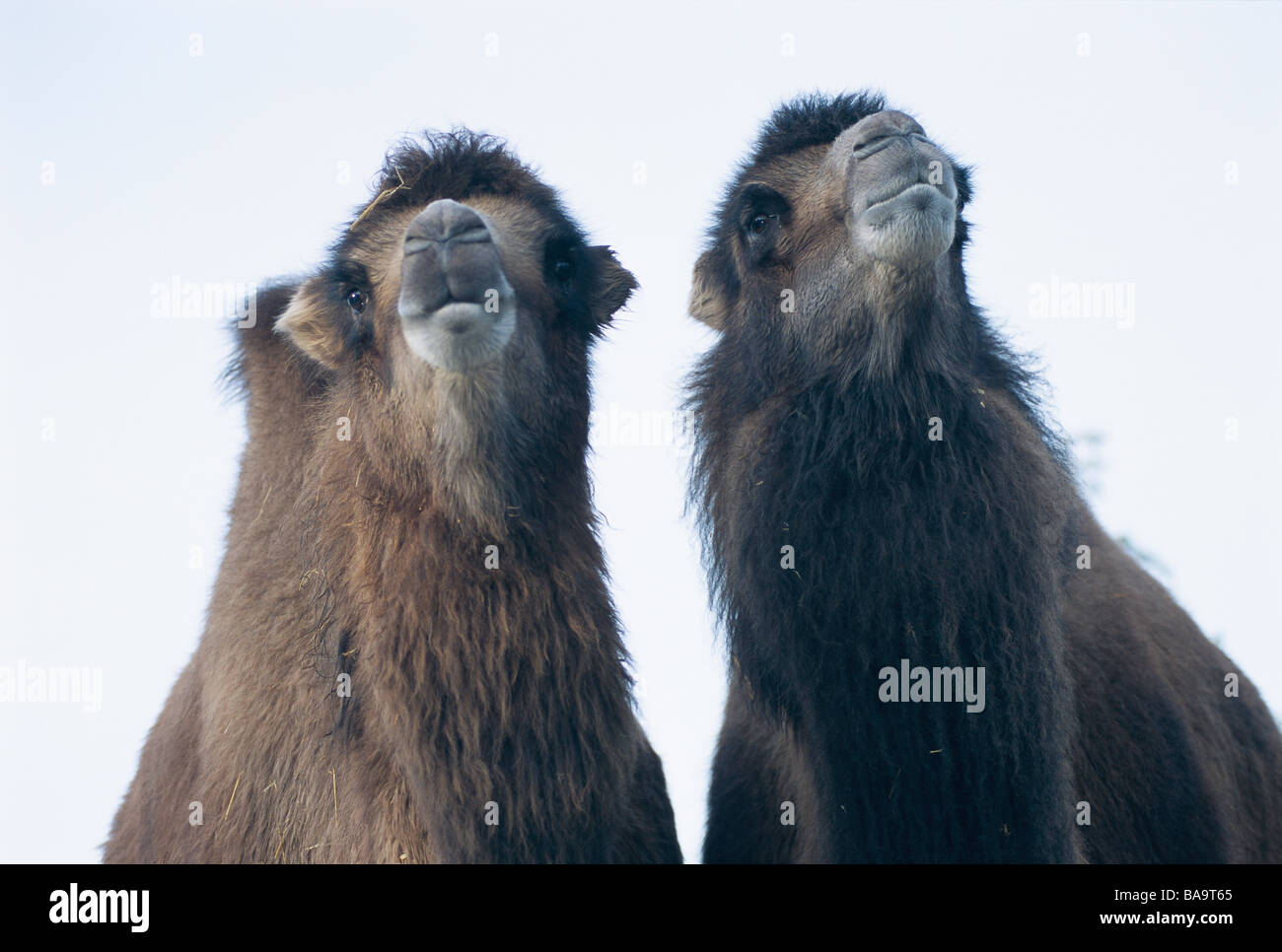 Two camel heads hi-res stock photography and images - Alamy