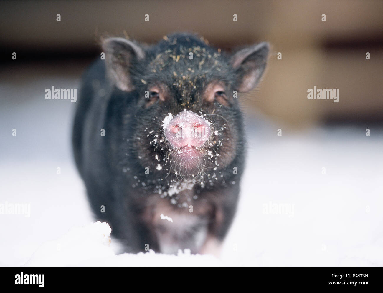 A pig at a zoo Kolmarden Sweden Stock Photo - Alamy