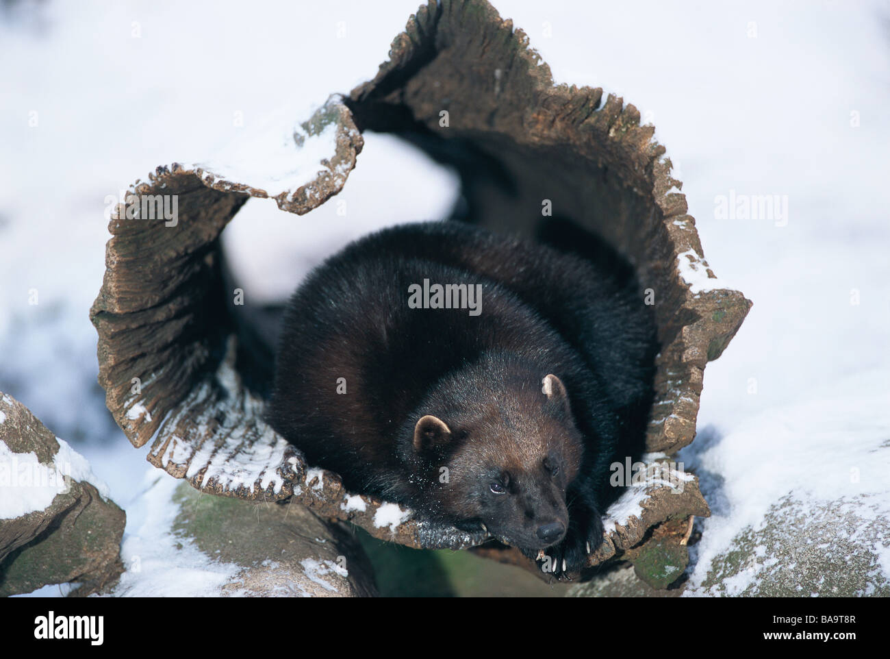 Wolverine animal with prey hi-res stock photography and images - Alamy