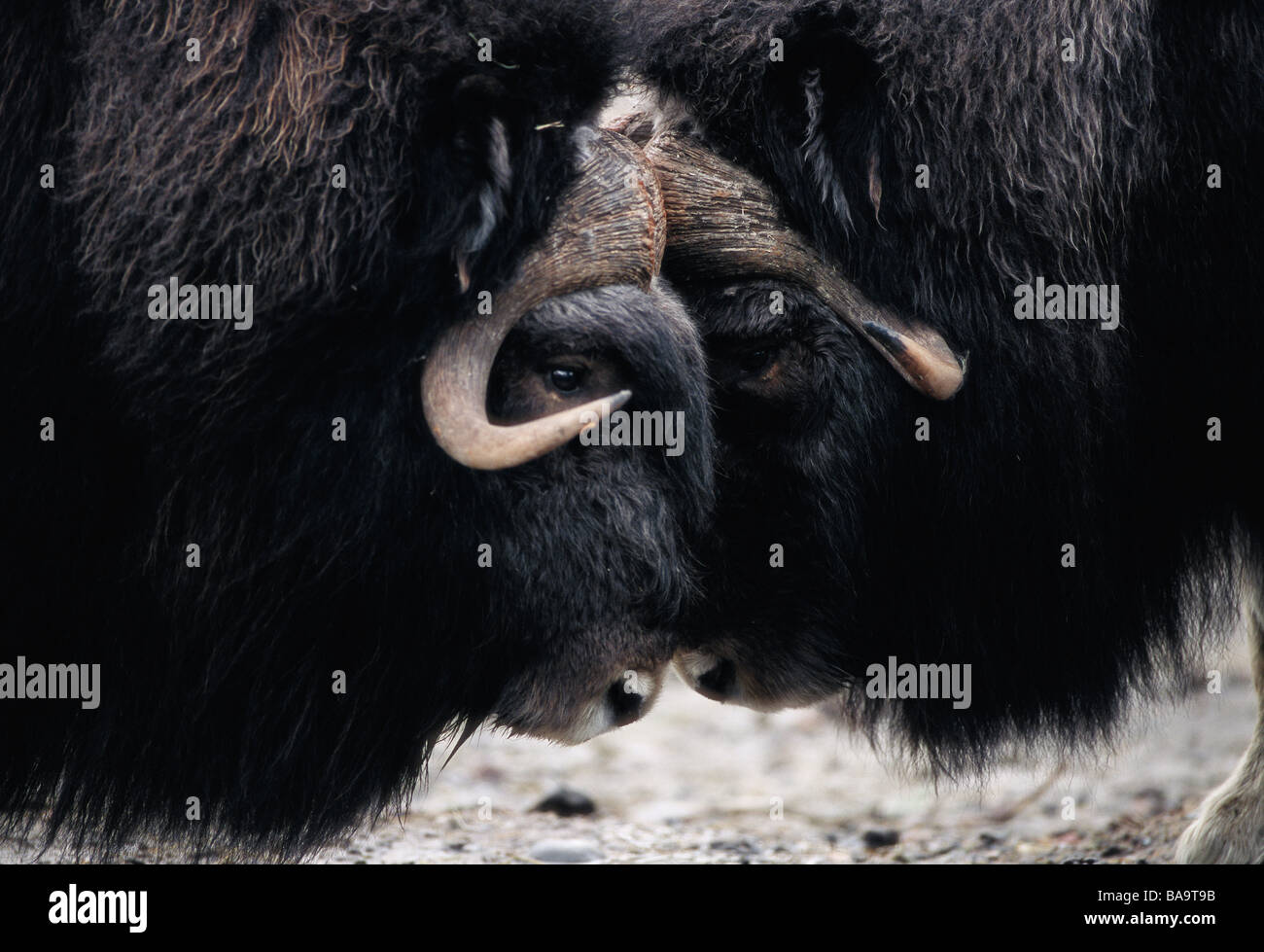 Musk ox farm hi-res stock photography and images - Alamy