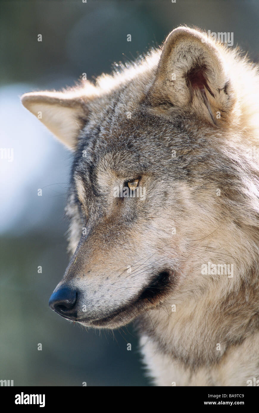 Muzzle of a wolf hi-res stock photography and images - Alamy