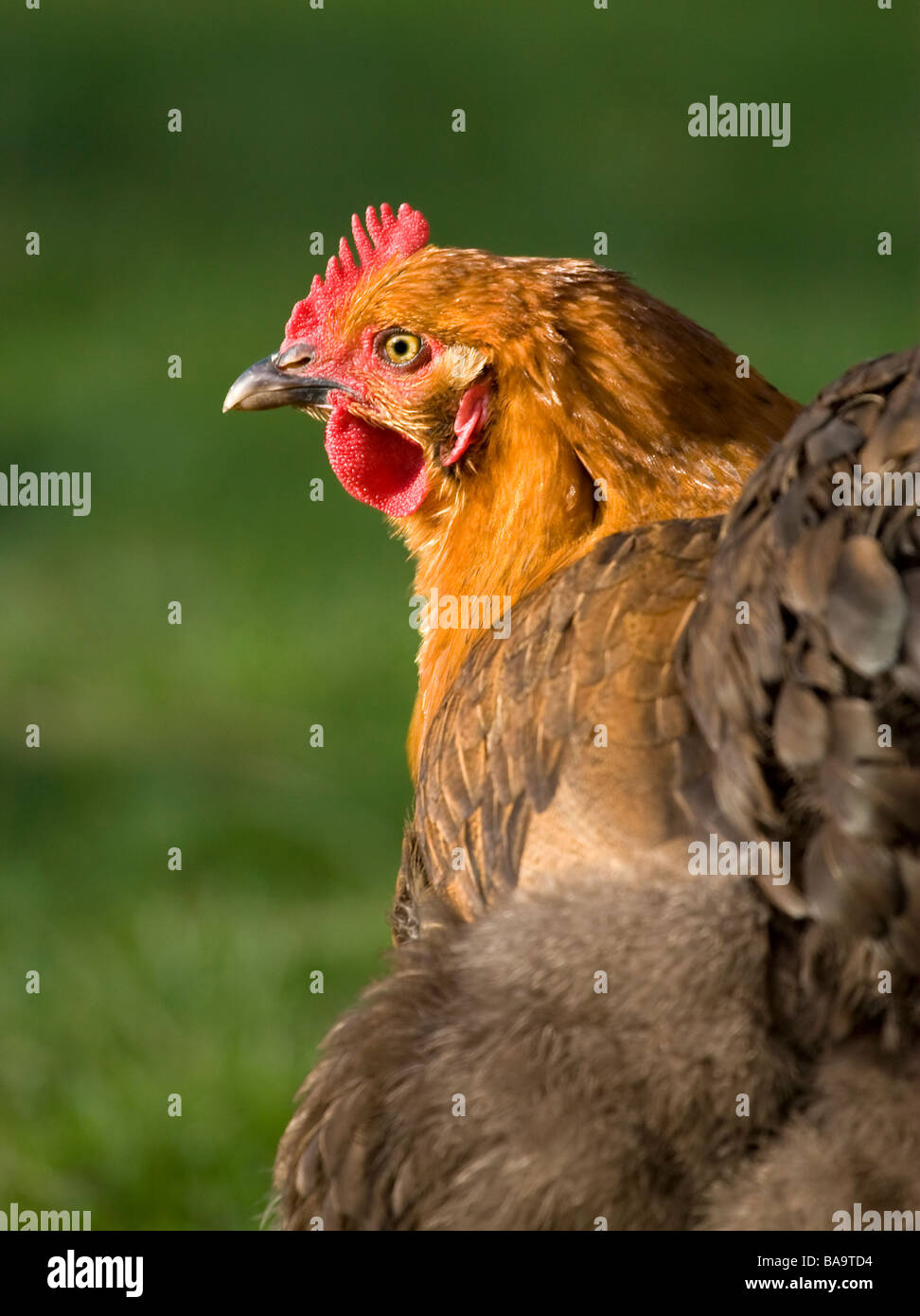 Chicken (hen) portrait lit from the side Stock Photo - Alamy