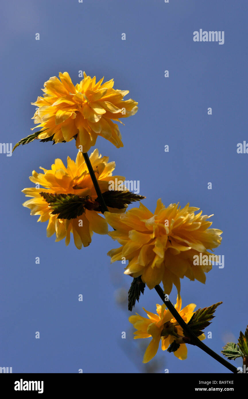 Jews Mallow Kerria Japonica High Resolution Stock Photography and ...